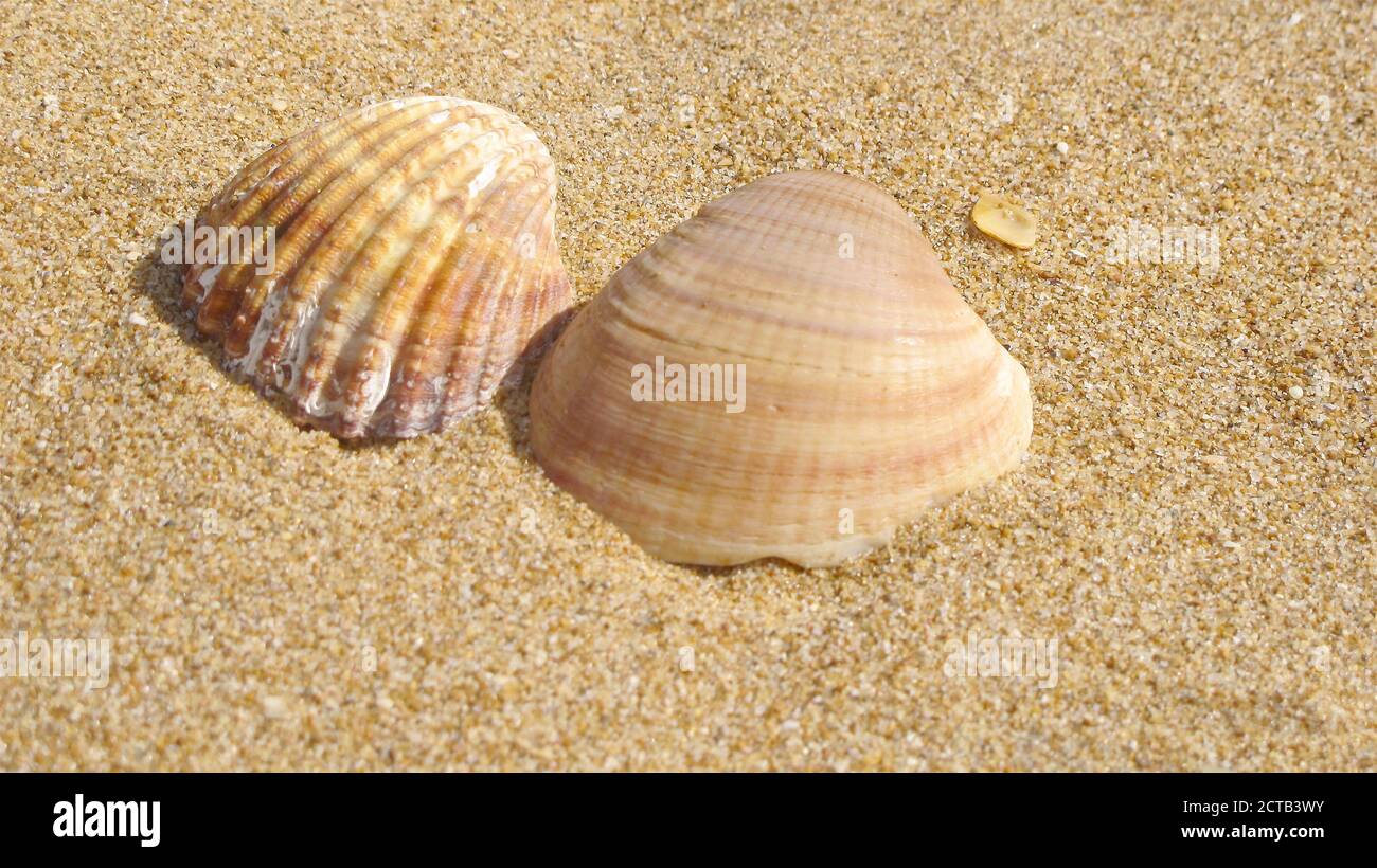 Pair Of Shells High Resolution Stock Photography and Images - Alamy