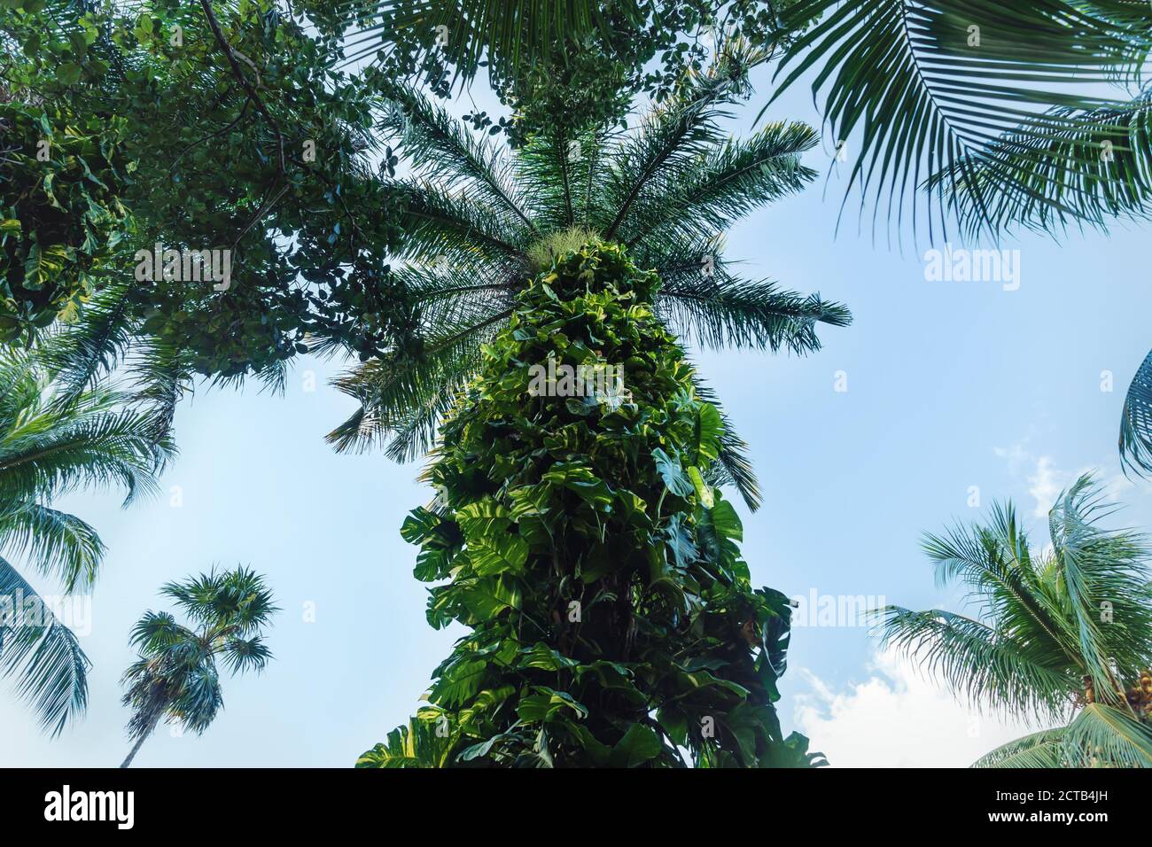 Low angle view on lush tropical green plants with palm tree trunk grown ...