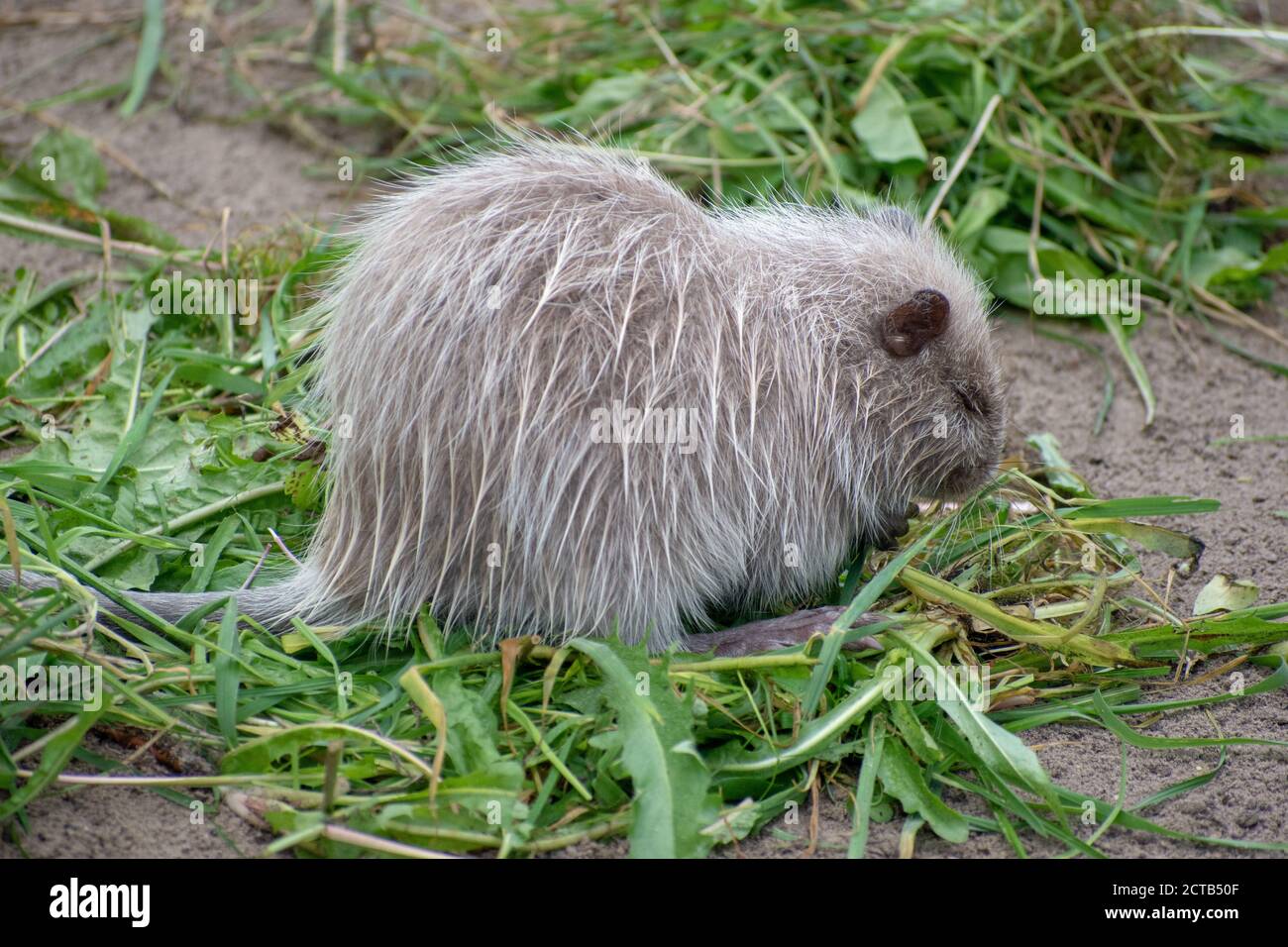 Closeup shot cute nutria hi-res stock photography and images - Alamy