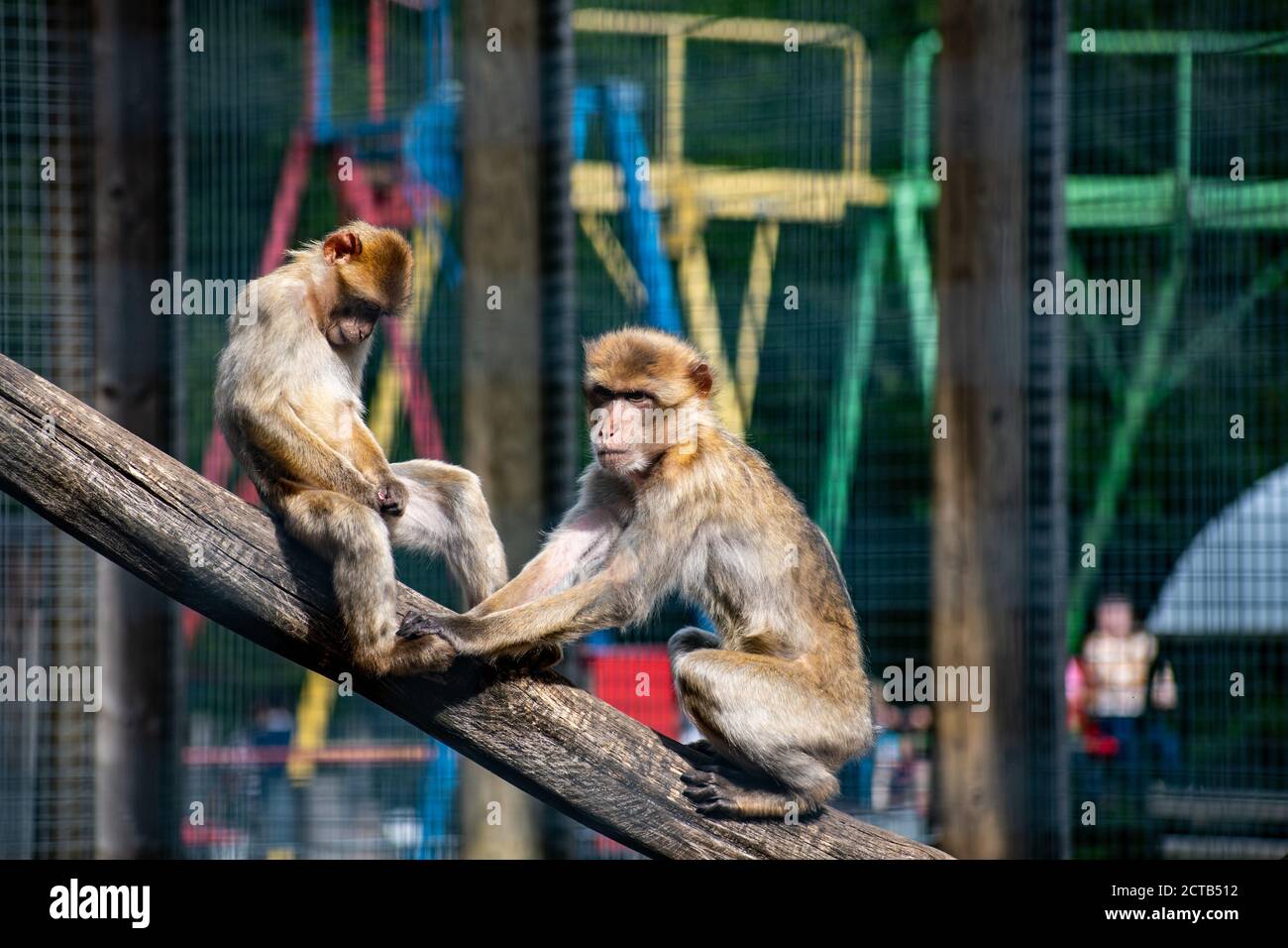 Japan forest macaques hi-res stock photography and images - Alamy