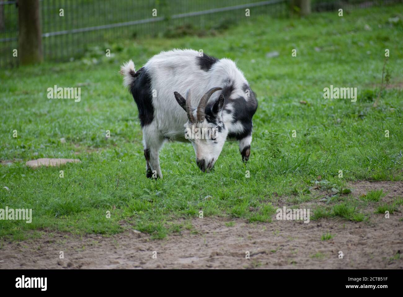Closeup shot of goat grazing in a green meadow Stock Photo - Alamy