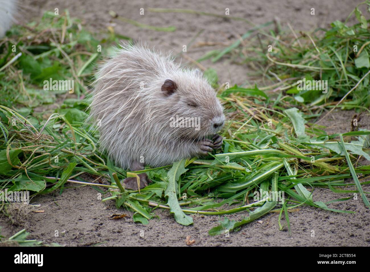 Closeup shot cute nutria hi-res stock photography and images - Alamy