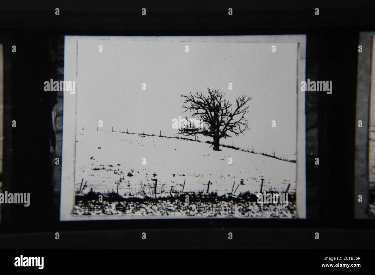 Fine 1970s black and white photography of a tree standing in the middle ...