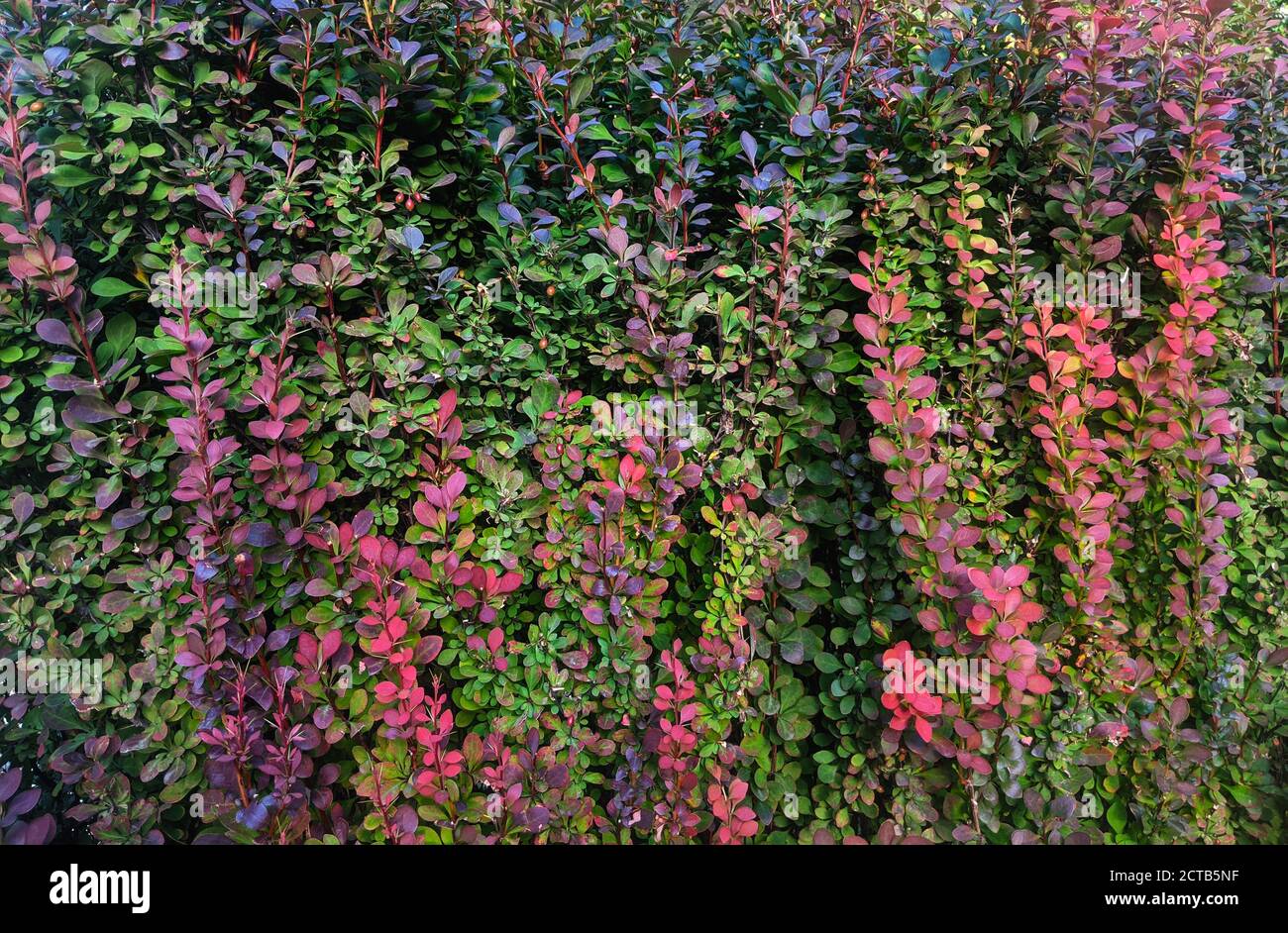 Colorful dog rose bush leaves pattern Stock Photo - Alamy