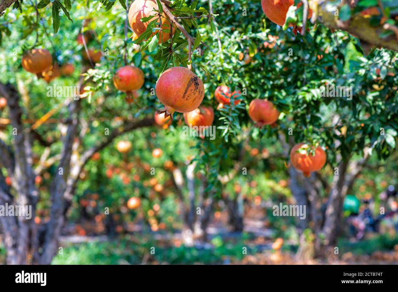 Israeli Pomegranate High Resolution Stock Photography and Images - Alamy