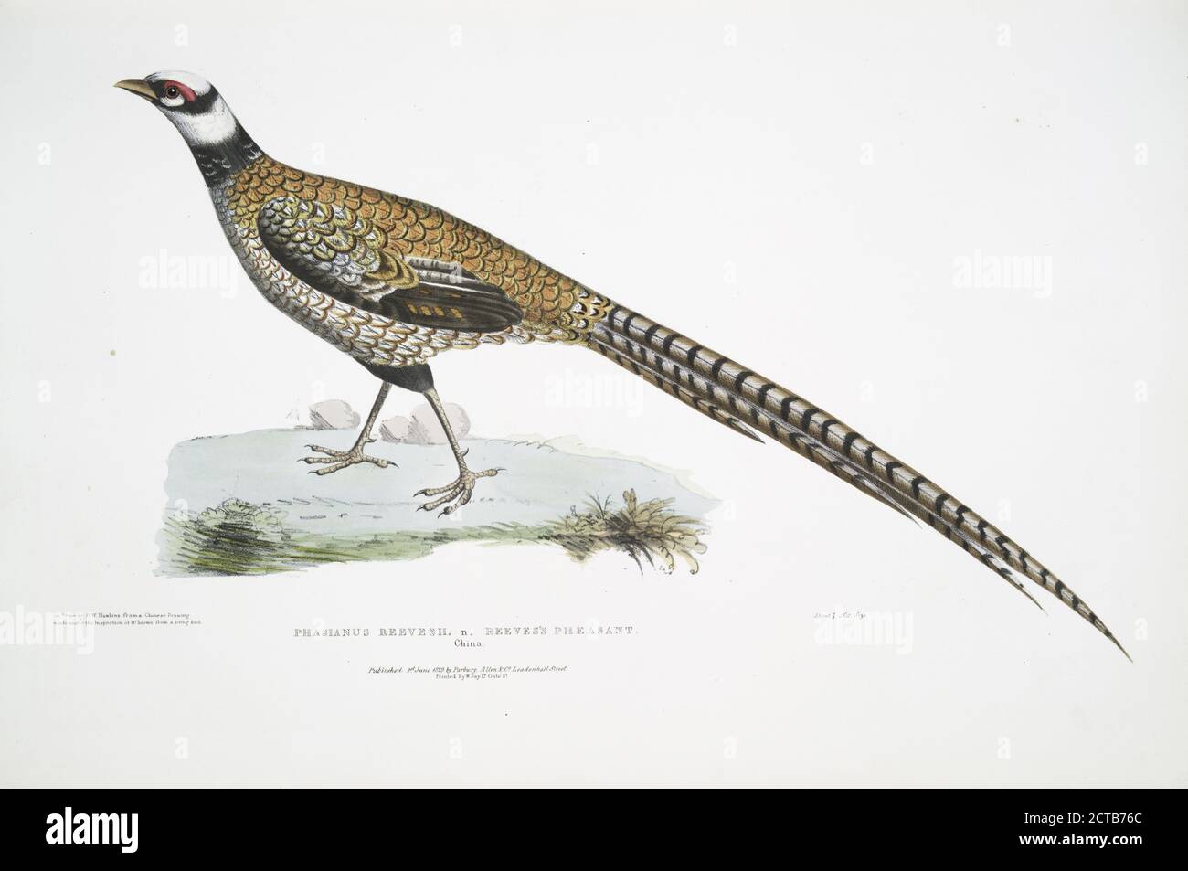 Phasianus reevesii hi-res stock photography and images - Alamy