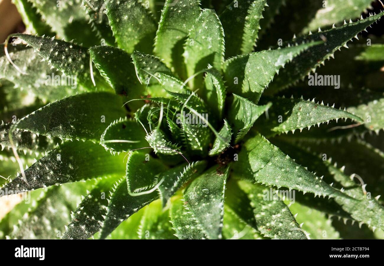 Succulent close-up in full frame. The concept of home plants Stock ...