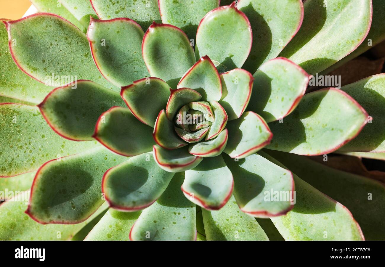 Succulent close-up in full frame. The concept of home plants Stock ...