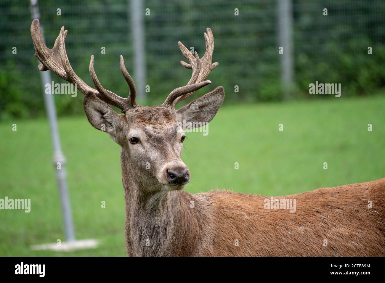 Closeup shot white tailed deer hi-res stock photography and images - Alamy