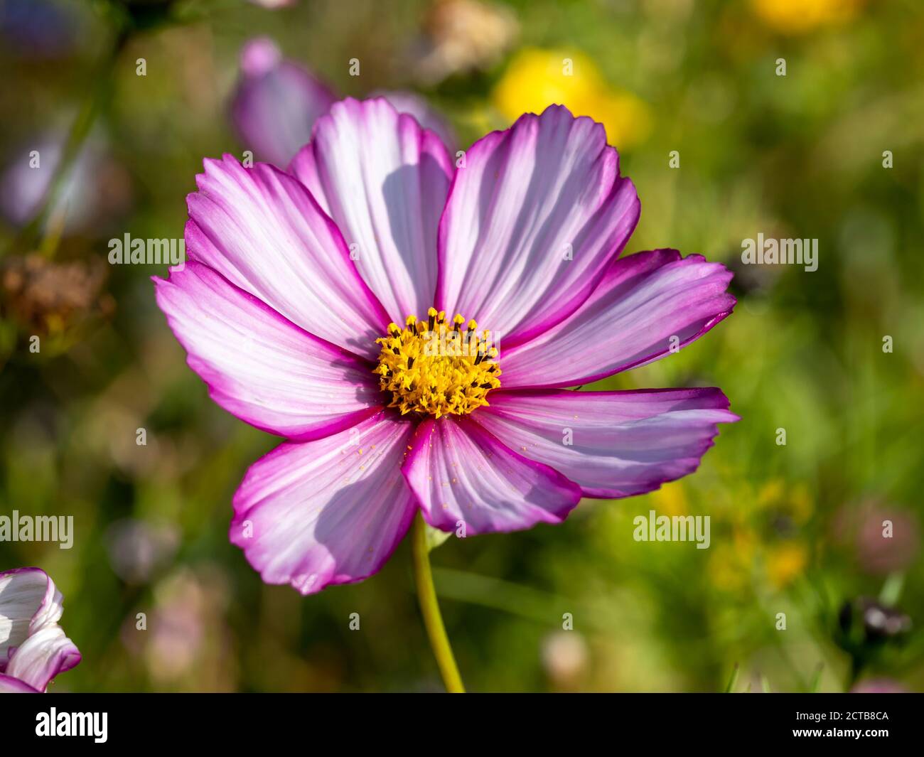 Candy blossom hi-res stock photography and images - Alamy