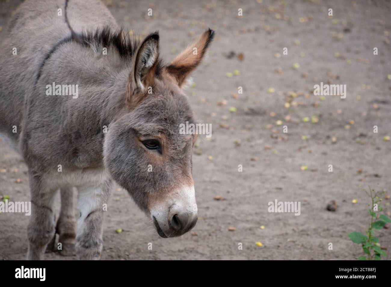 Burro race hi-res stock photography and images - Alamy