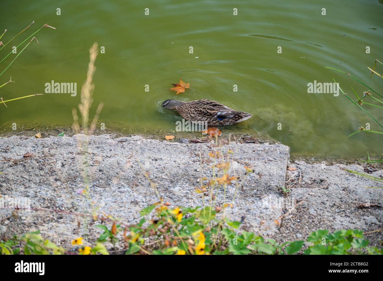Closeup shot of a duck in the water Stock Photo - Alamy
