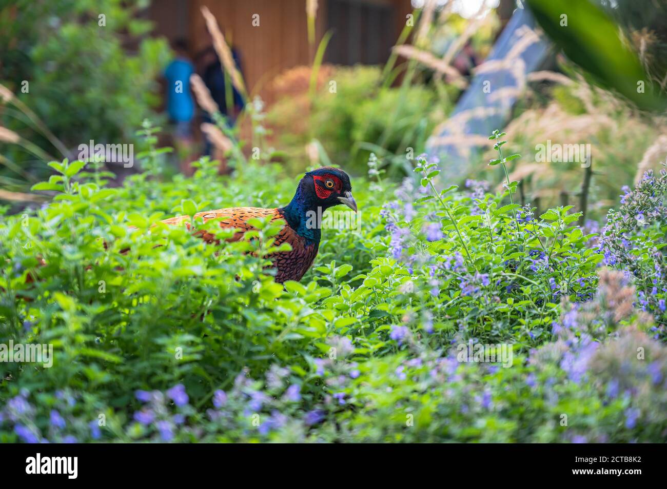 Closeup shot of a pheasant in a field Stock Photo - Alamy