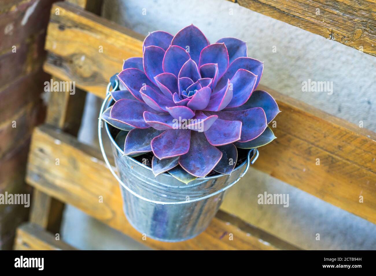 Purple suculent potted plant. Metal pot. Flat lay Stock Photo - Alamy