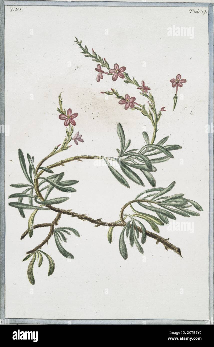 Limonium maritimum minus, oleae folio = Limonio marino minore = Le ...