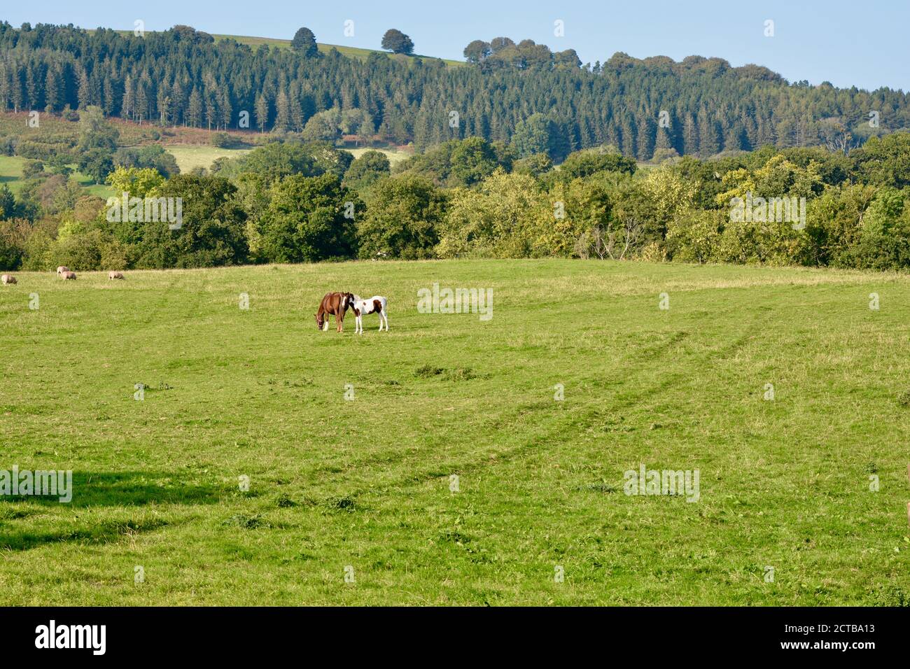 The beautiful countryside around the Welsh town of Abergavenny. Rural ...