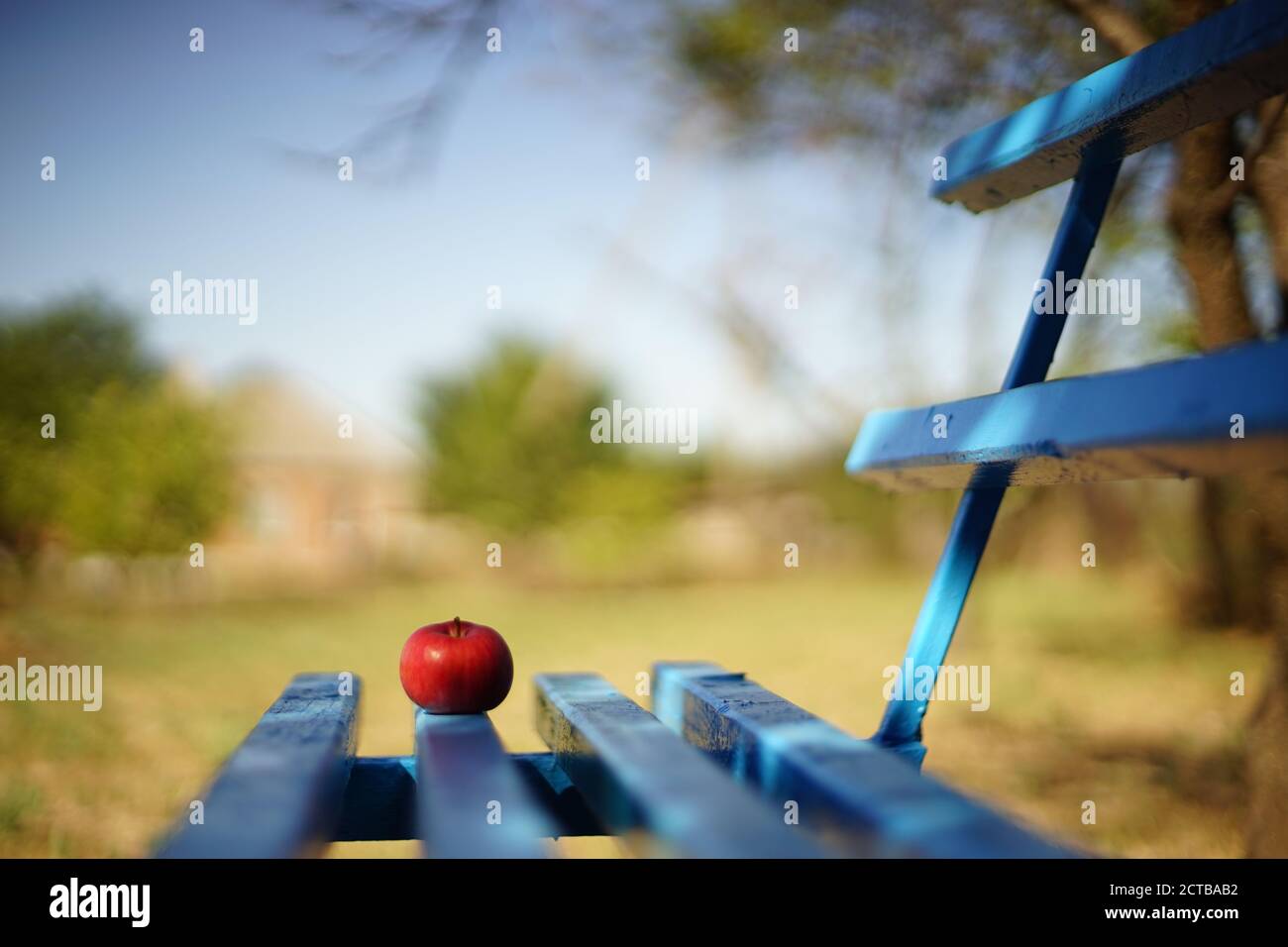 Ripe red apple lie on a blue wooden bench in a sunny garden Stock Photo ...