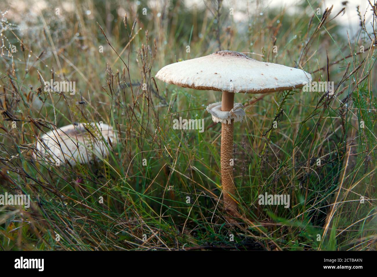 Poisonous Agaricus comtulus growing in a field among the grass Stock ...