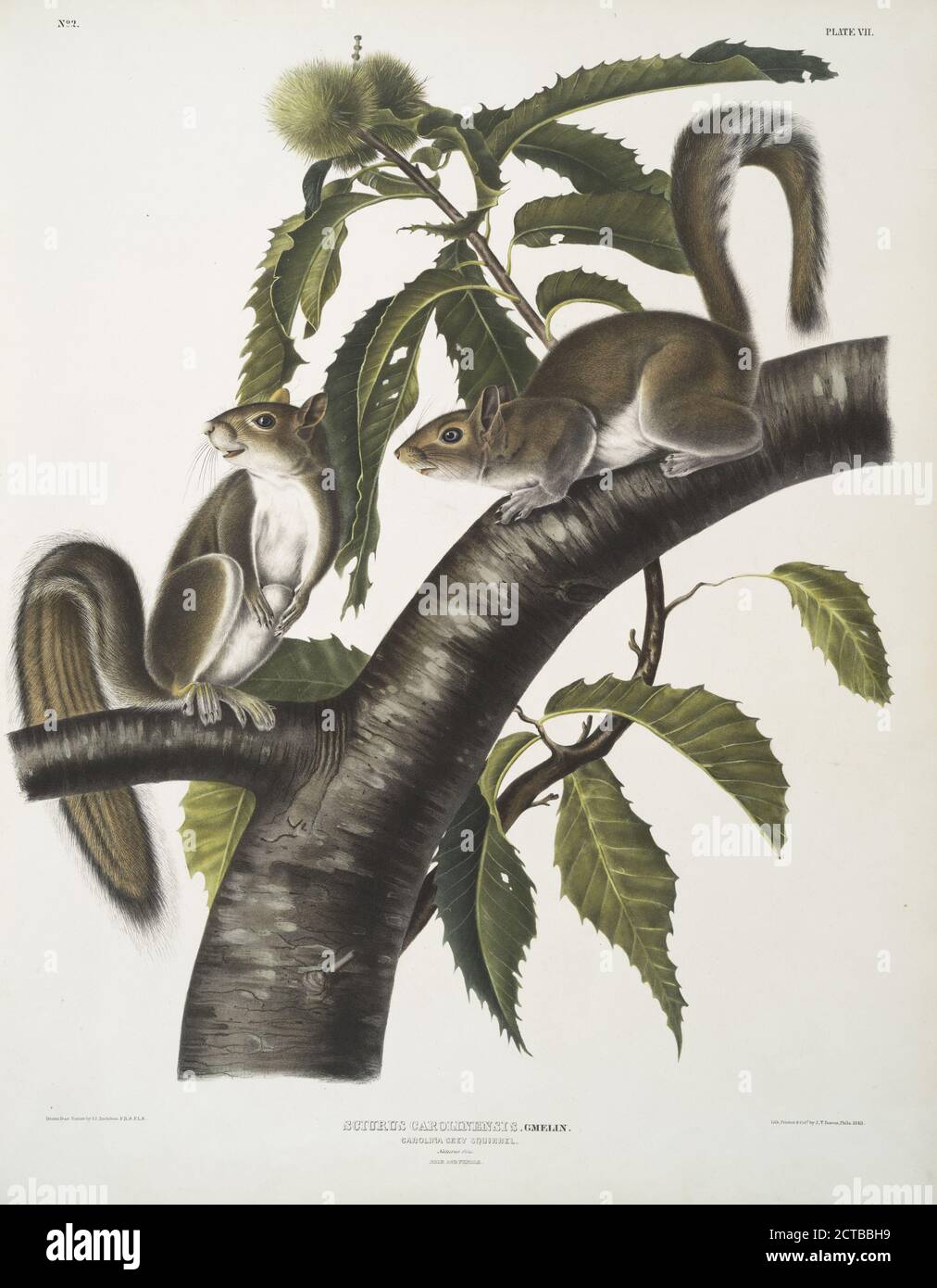 Squirrel illustrations hi-res stock photography and images - Alamy