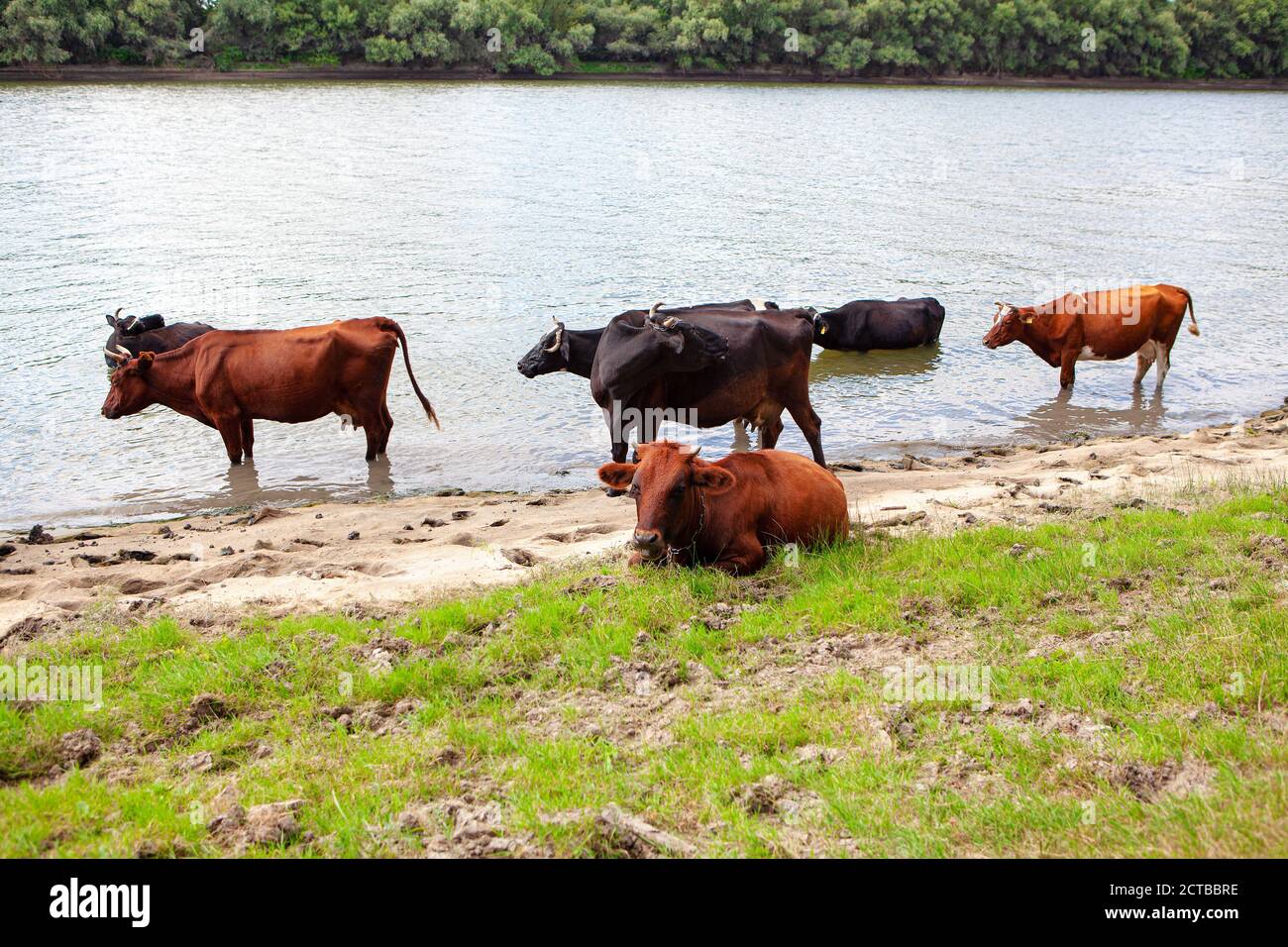 Dairy cows on the riverside . Cattle standing in river water Stock ...
