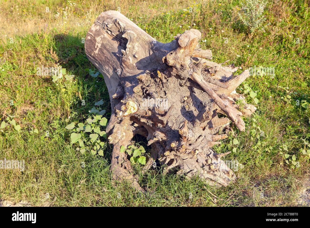 Stump Roots High Resolution Stock Photography and Images - Alamy