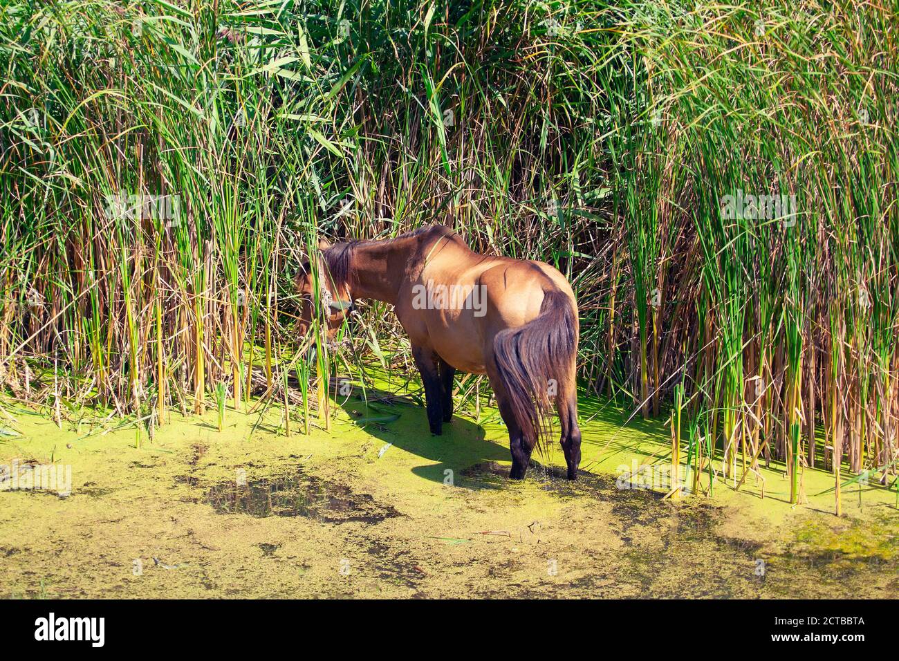 Horse standing in the swamp and eating green reed Stock Photo - Alamy