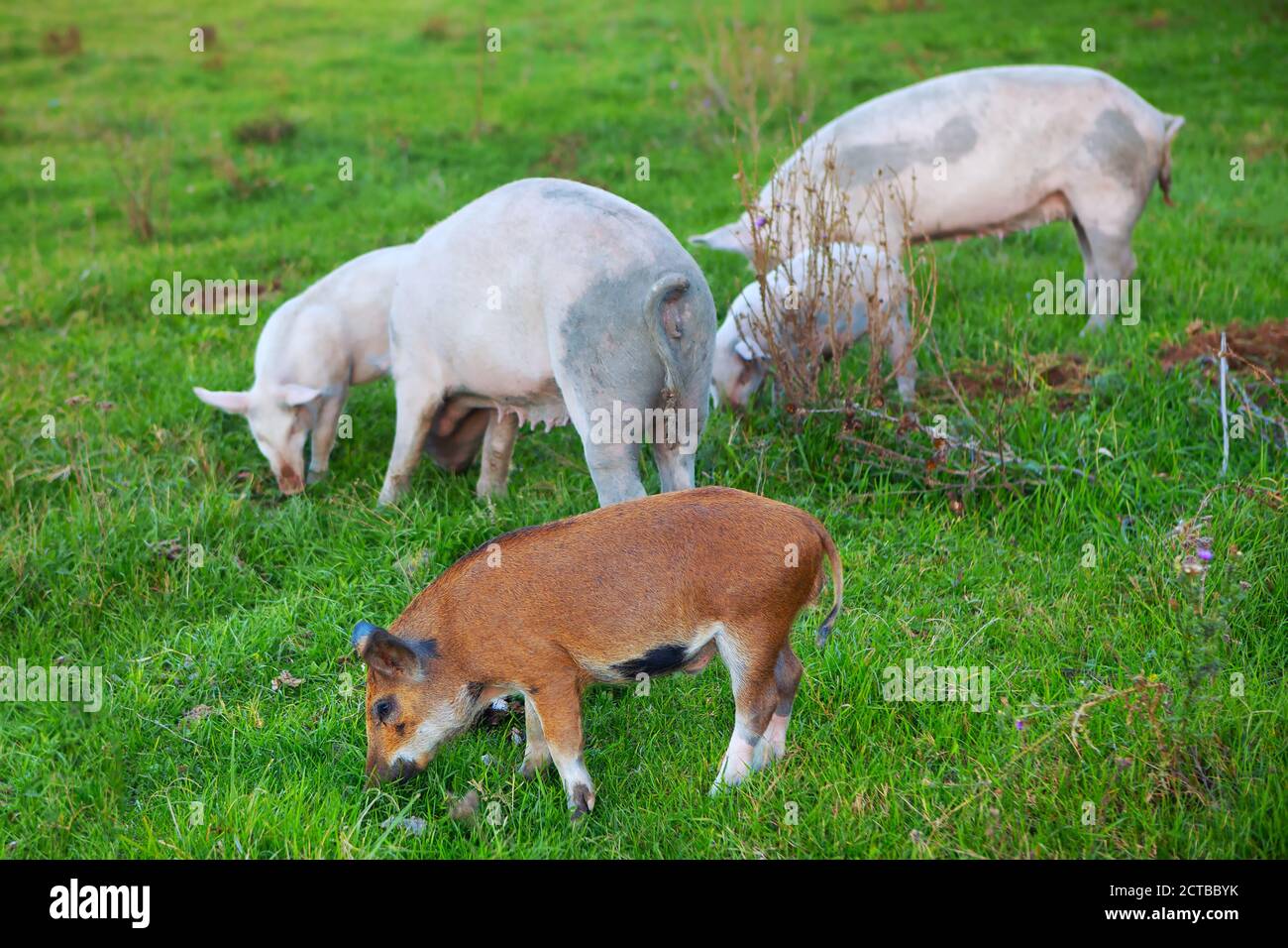 sows with piglets grazing fresh grass Stock Photo - Alamy