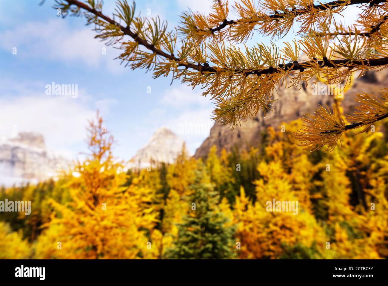 Larches in the fall hi-res stock photography and images - Alamy
