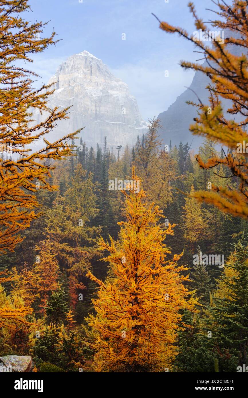 Golden trees fall banff hi-res stock photography and images - Alamy