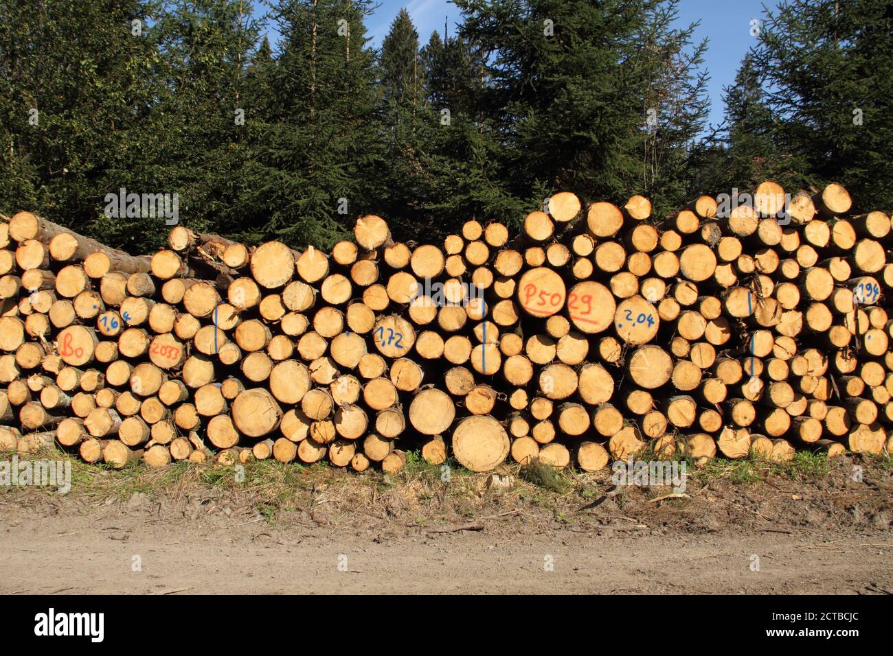 old tree trunks for firewood Stock Photo - Alamy