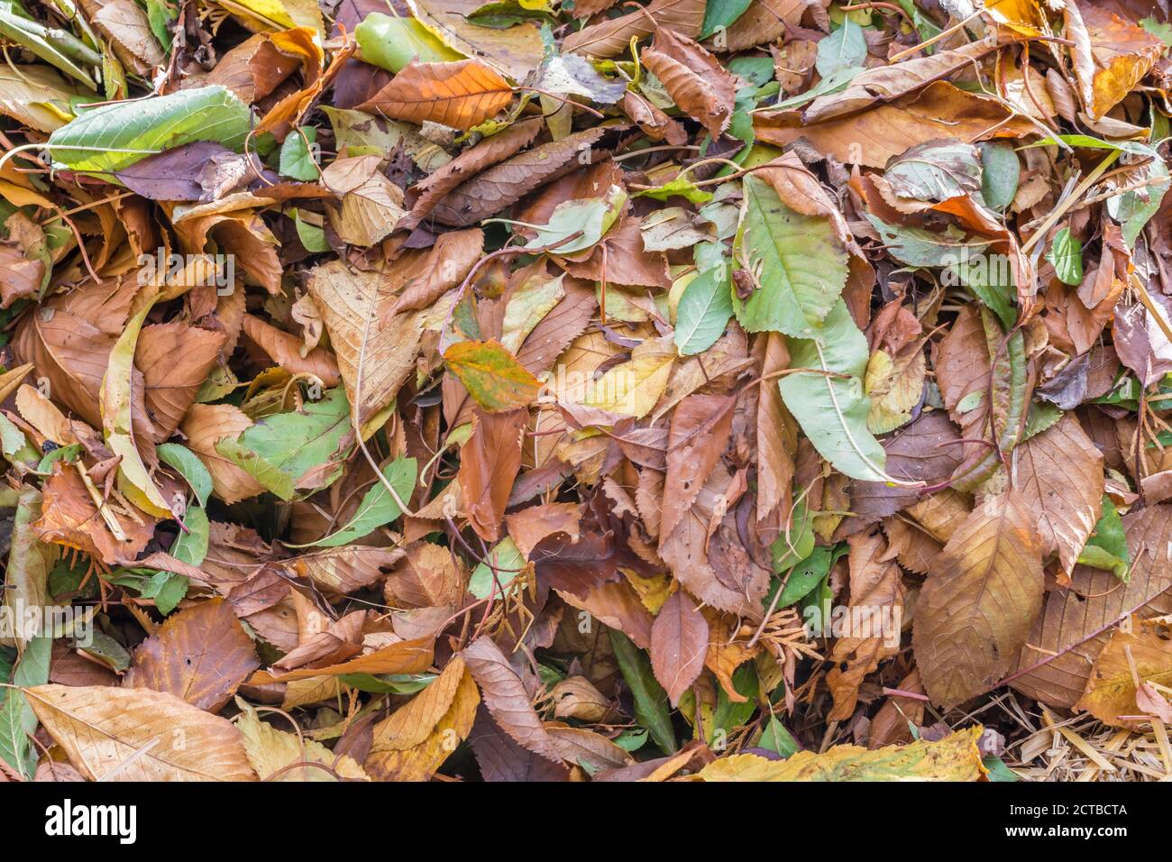 Leaf pile as autumnal background or texture Stock Photo - Alamy