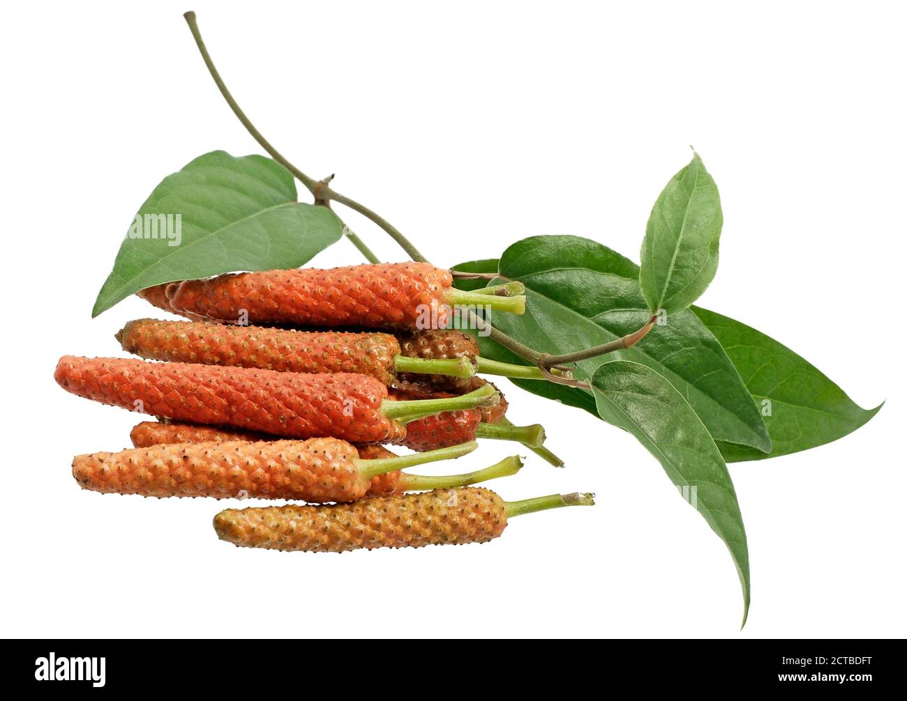 Long pepper hi-res stock photography and images - Alamy