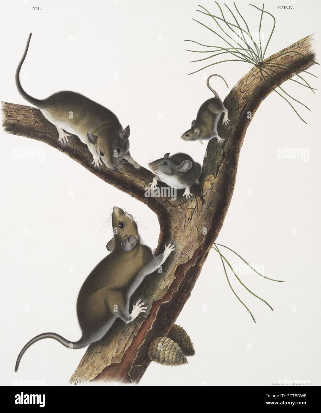 John audubon florida hi-res stock photography and images - Alamy