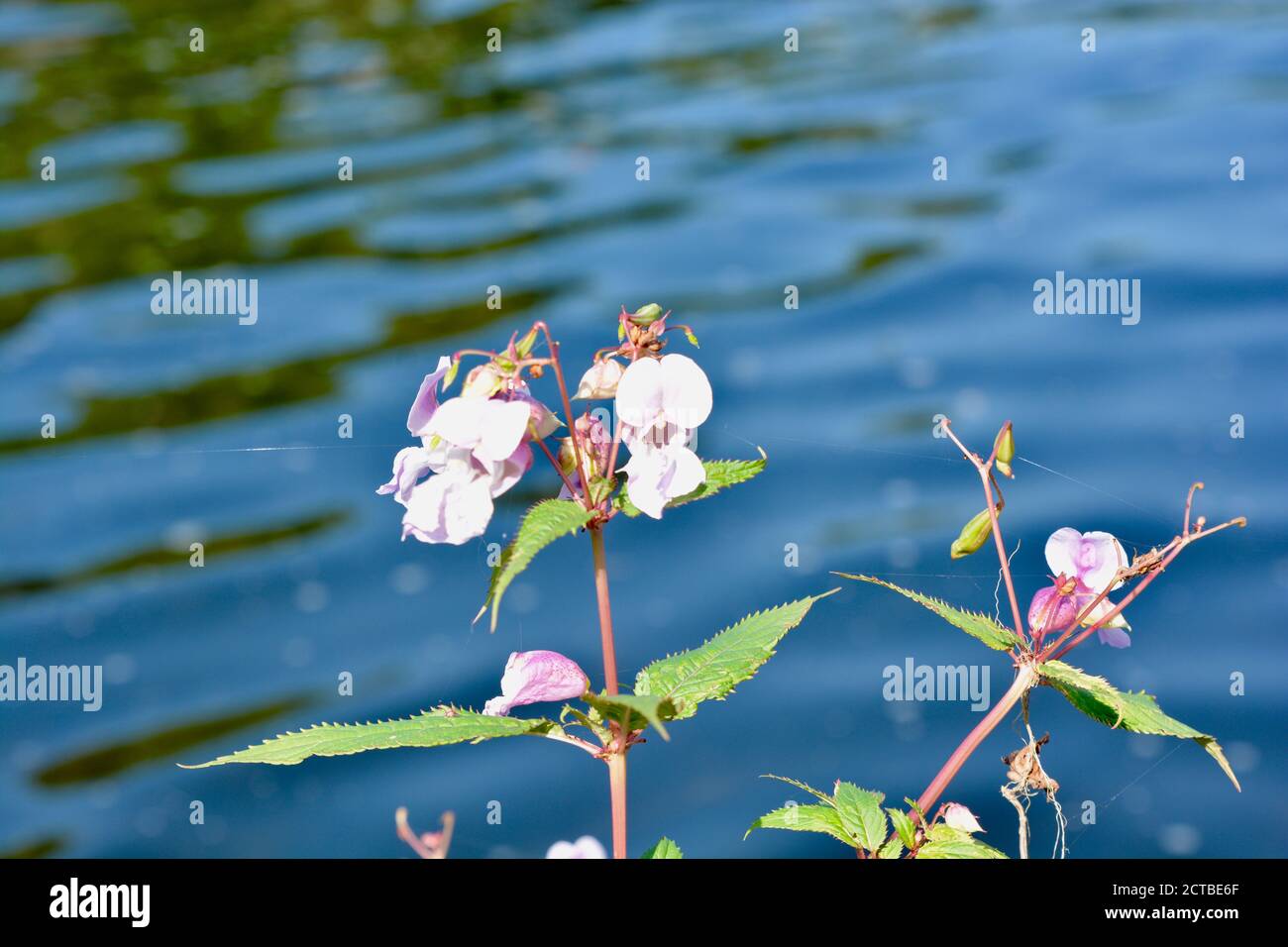 The Usk River in Abergavenny, ancient bridge spanning the river which ...