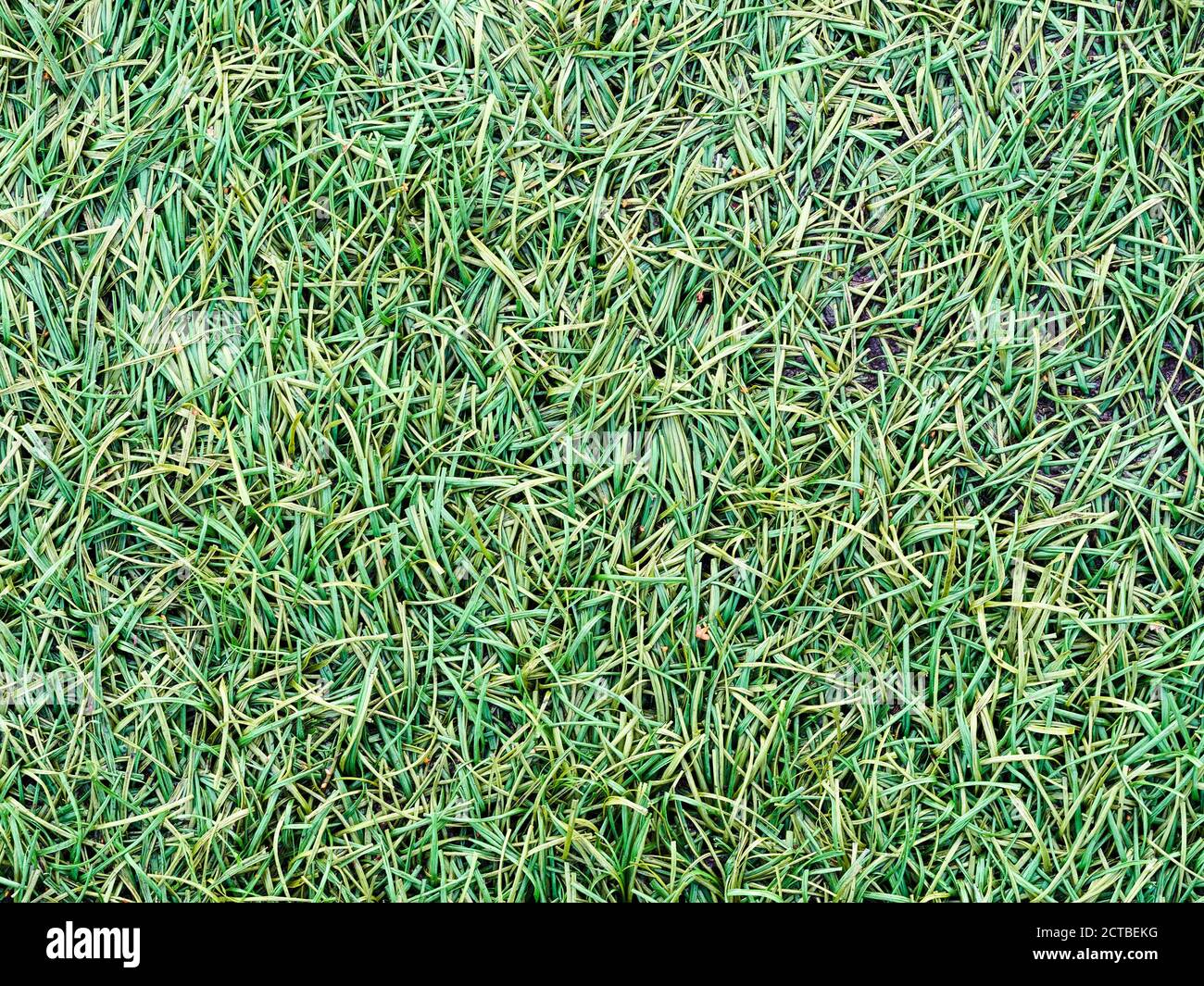 top view of outdoor lawn with green artificial grass Stock Photo - Alamy