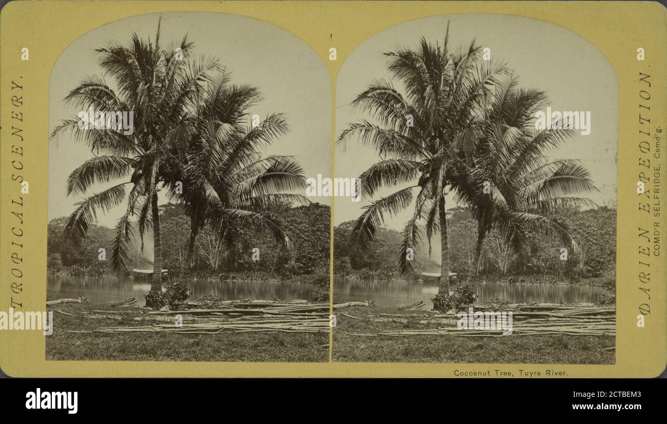 Cocoanut sic tree hi-res stock photography and images - Alamy