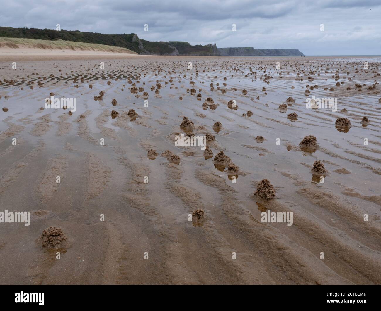 Lugworm or sandworm casts on the beach at low tide on Whiteford Sands ...