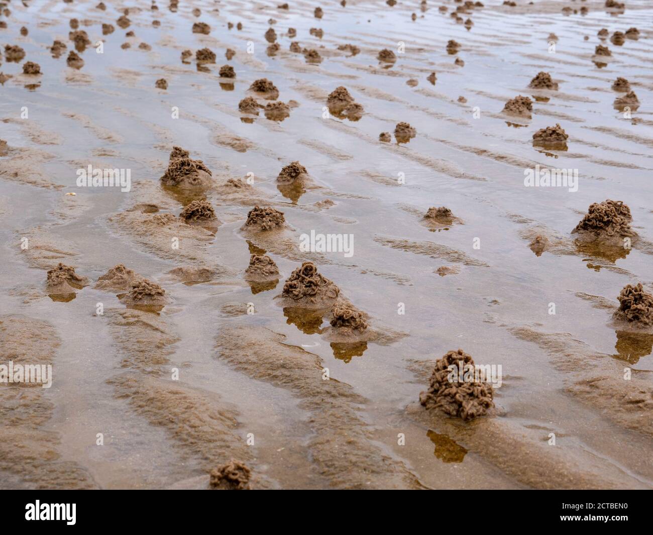 Lugworm or sandworm casts on the beach at low tide on Whiteford Sands ...