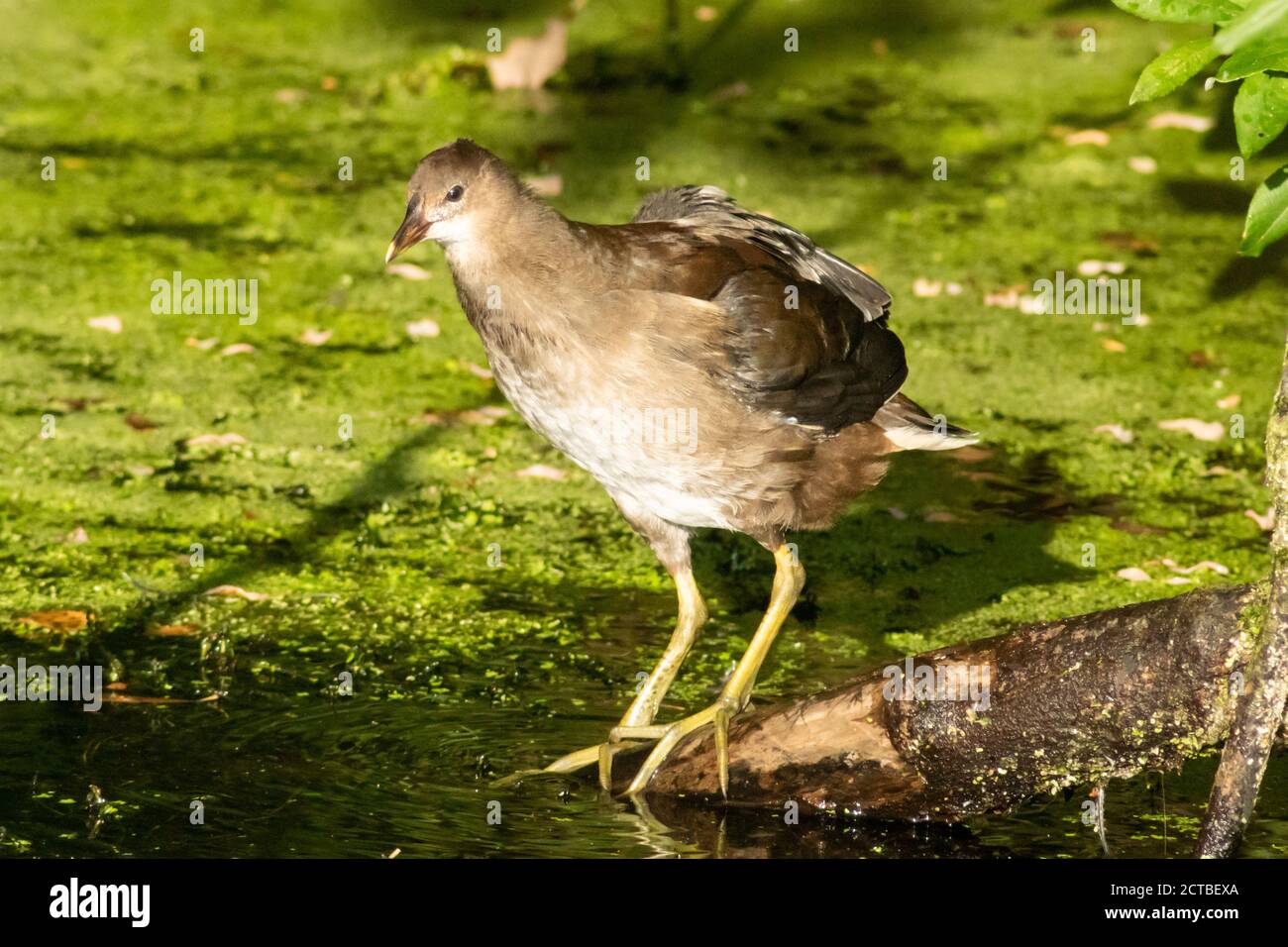 Juvenile moorhen uk hi-res stock photography and images - Alamy