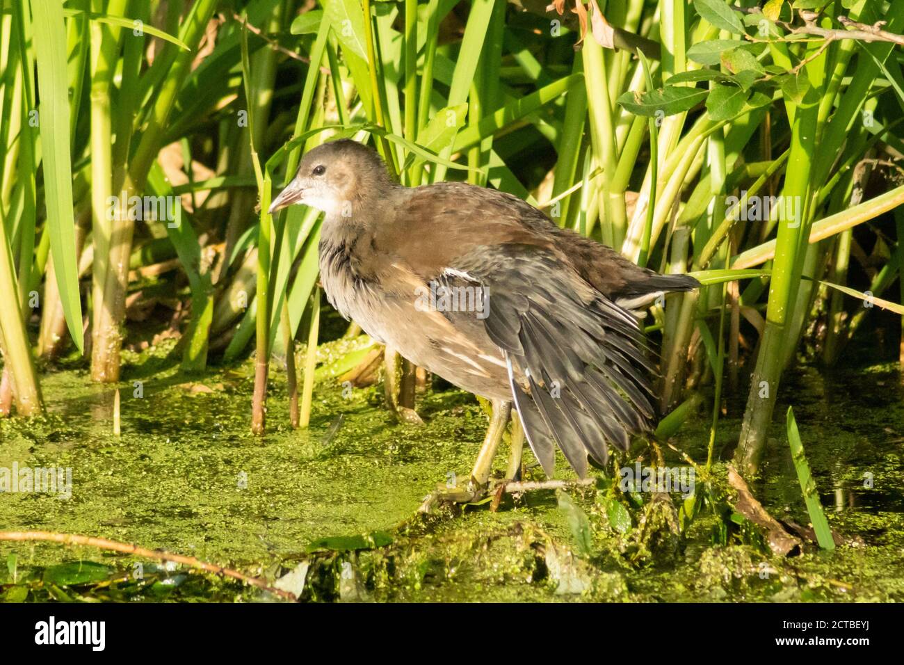 Juvenile moorhen hi-res stock photography and images - Alamy