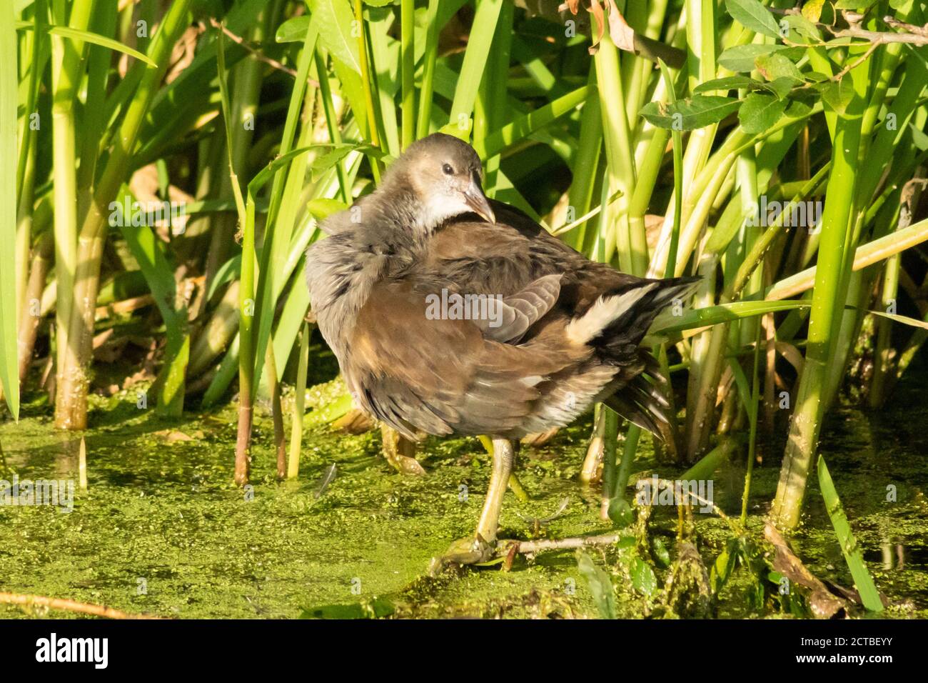 Juvenile moorhen uk hi-res stock photography and images - Alamy