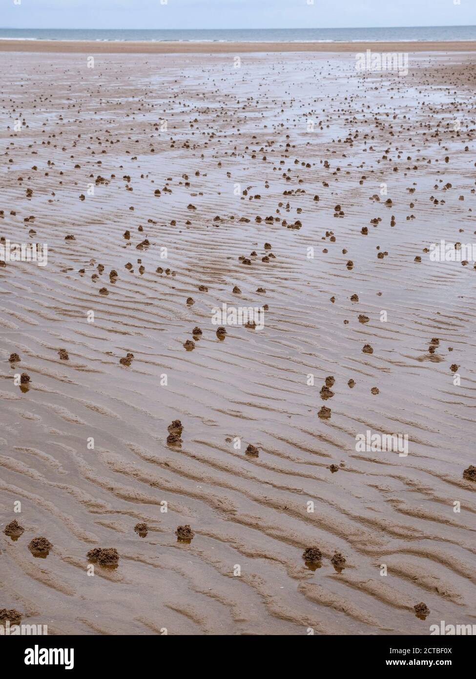 Lugworm or sandworm casts on the beach at low tide on Whiteford Sands ...