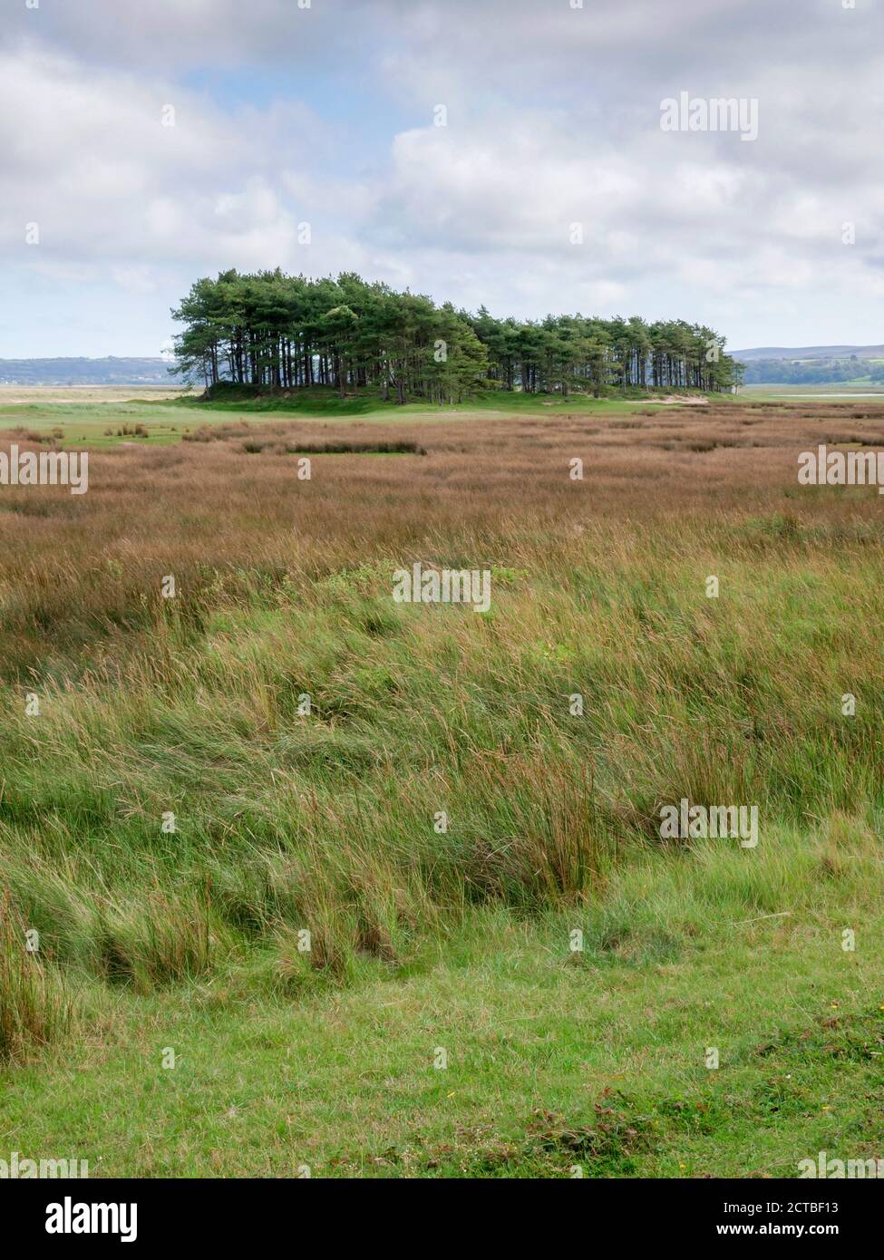 Trees in the landscape near LLanmadoc in the Whiteford National Nature ...