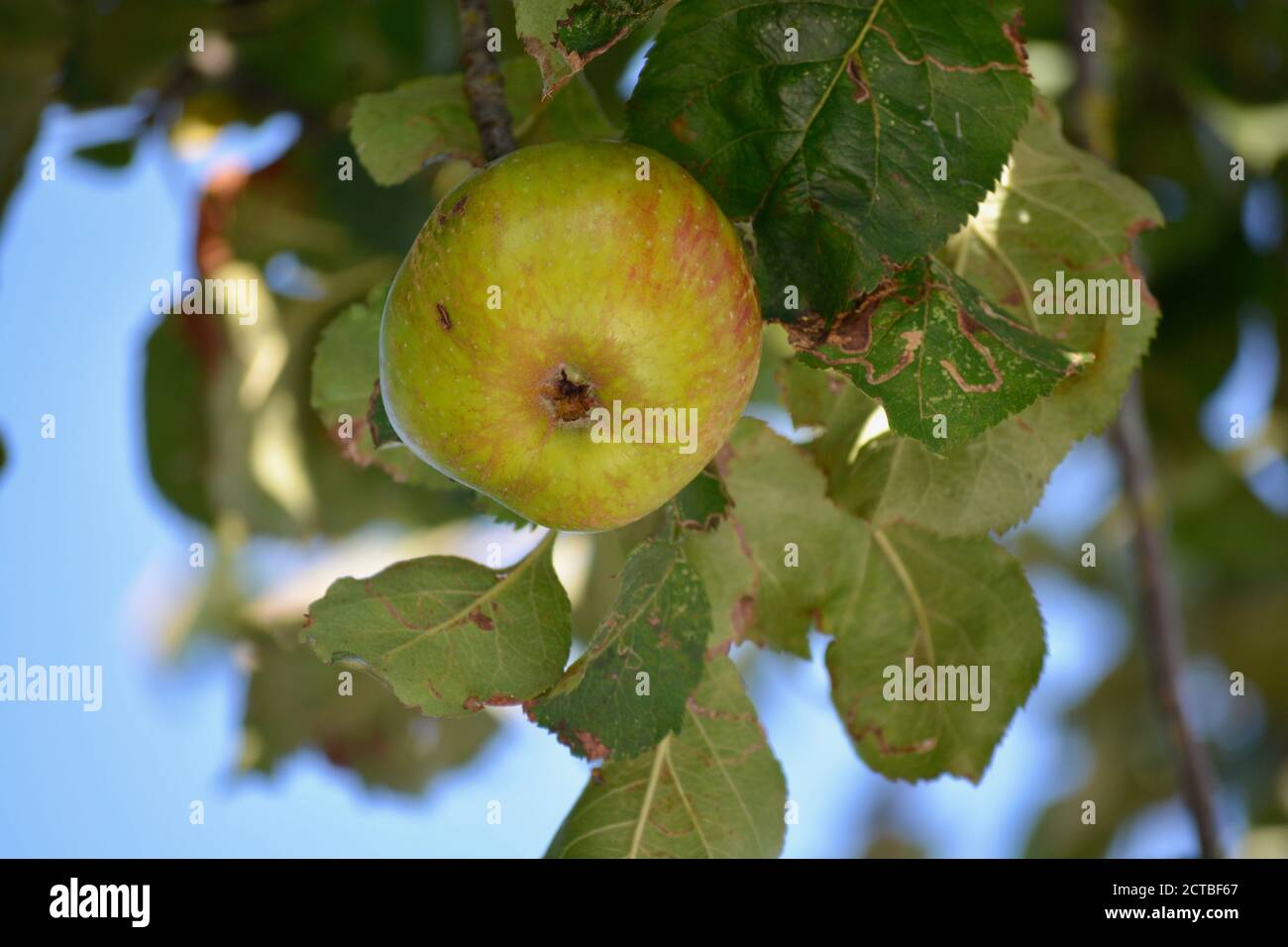 Apple tree with ripe fruit, ready to pick or to fall in Autumn sunshine ...