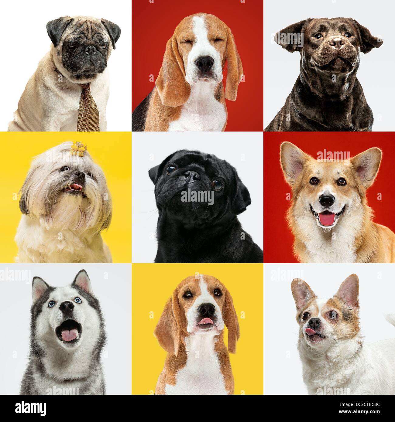 Emotional. Stylish adorable dogs posing. Cute doggies or pets happy ...