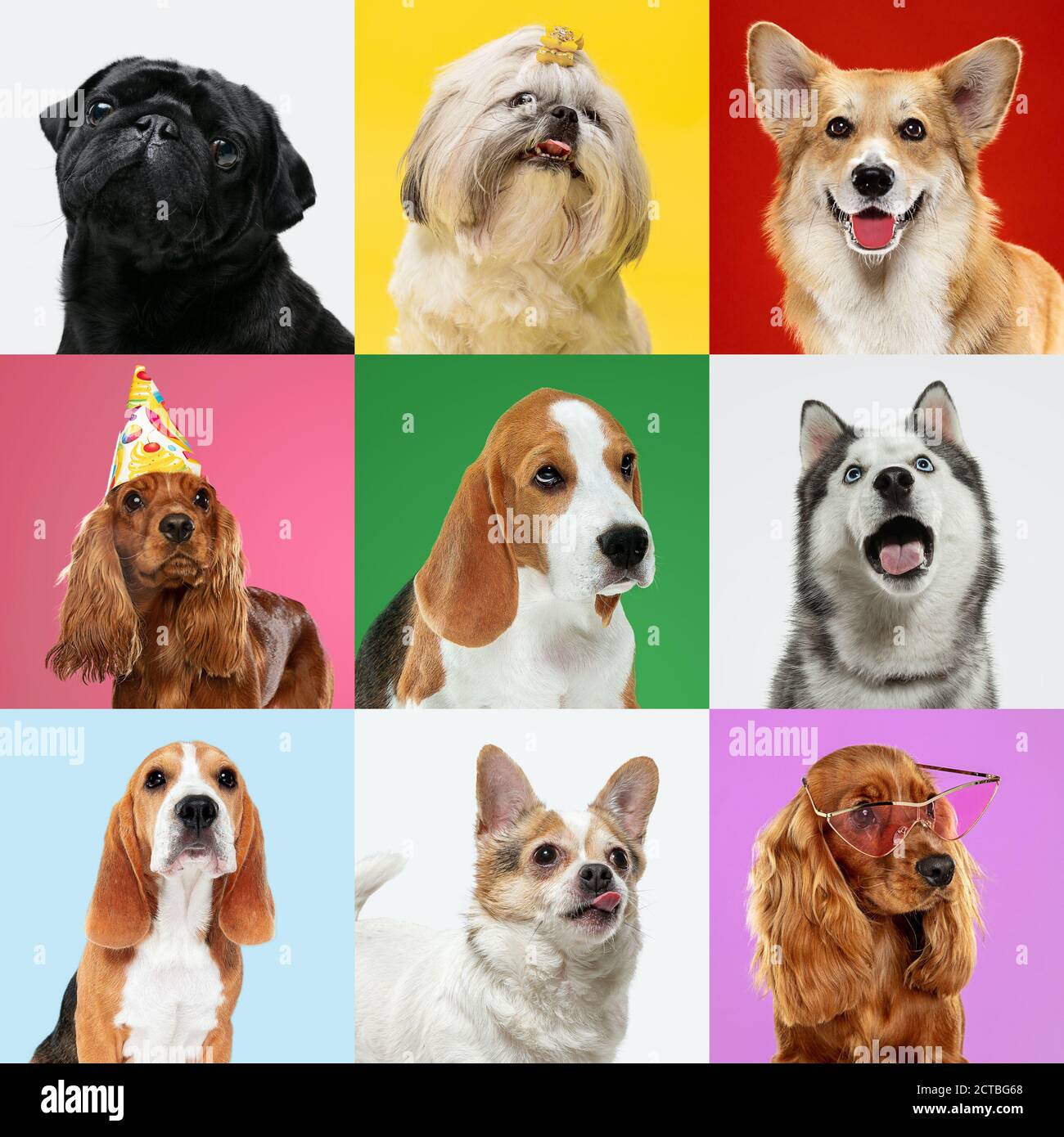 Wondered, celebrate. Stylish adorable dogs posing. Cute doggies or pets ...