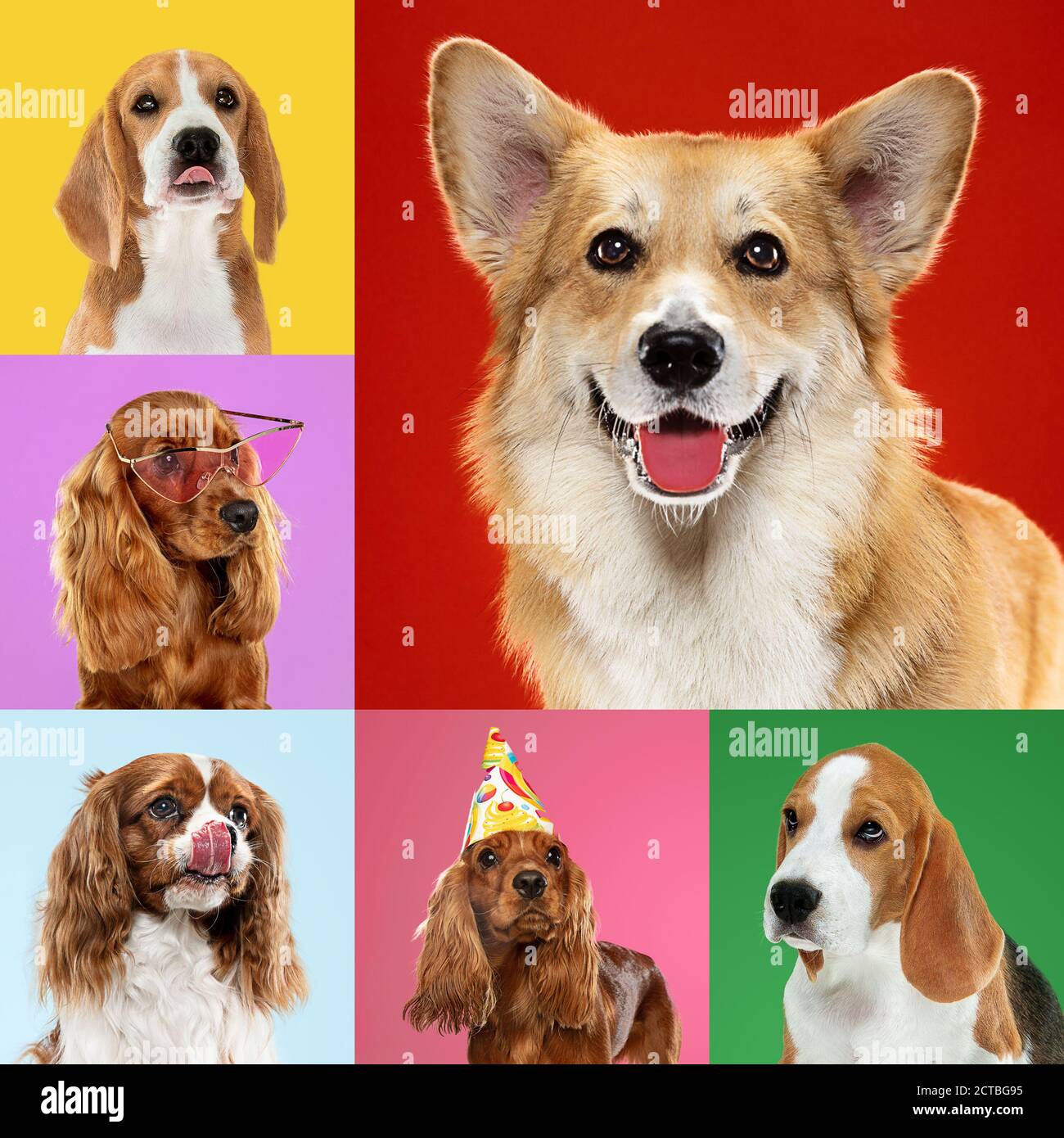 Cute and shiny. Stylish adorable dogs posing. Cute doggies or pets ...