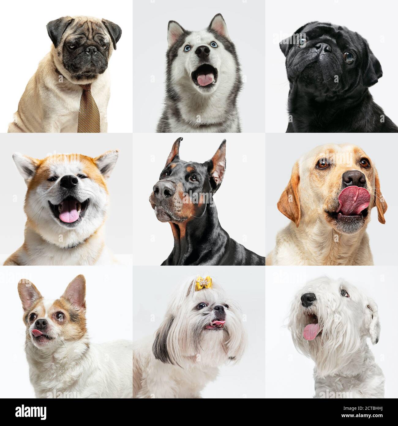 Attented. Stylish adorable dogs posing. Cute doggies or pets happy. The ...