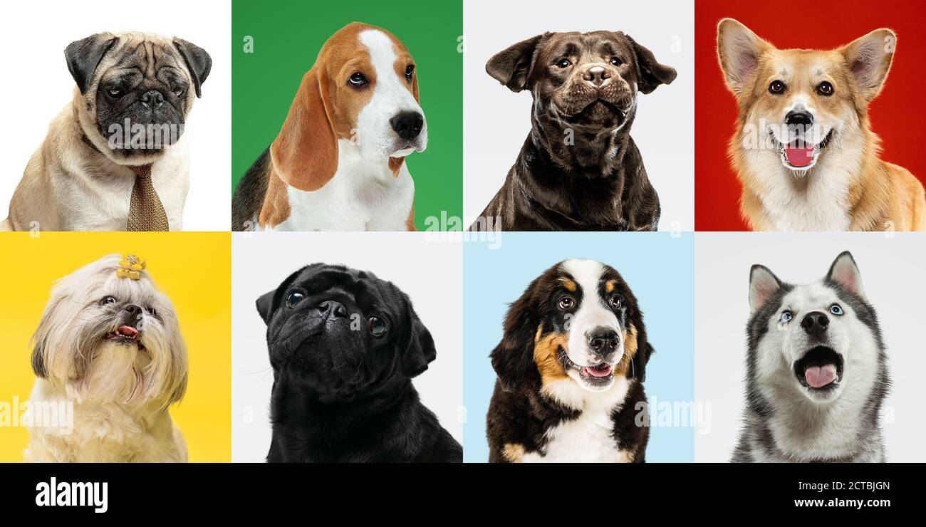 Good boy. Stylish adorable dogs posing. Cute doggies or pets happy. The ...