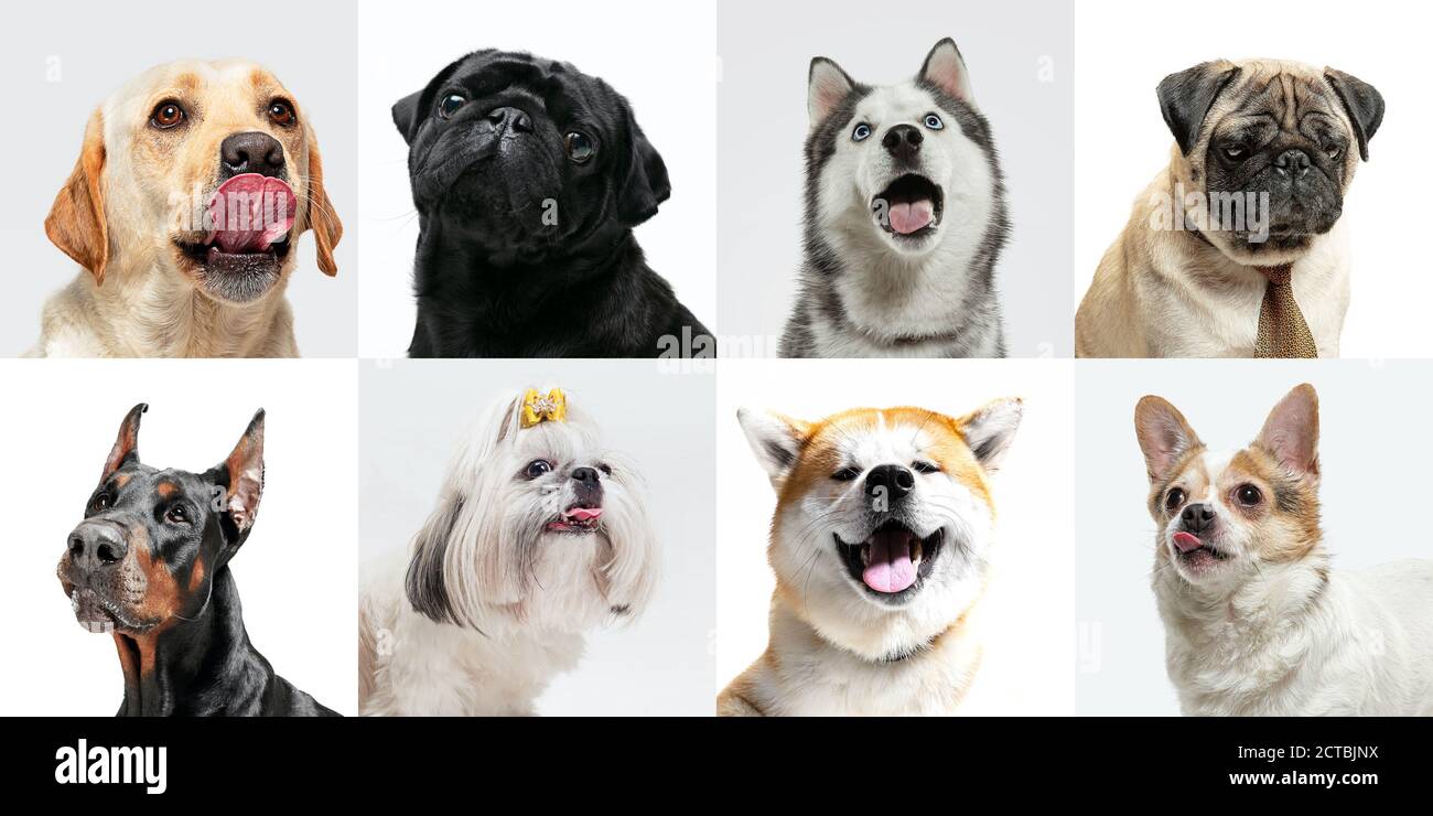 Emotions. Stylish adorable dogs posing. Cute doggies or pets happy. The ...
